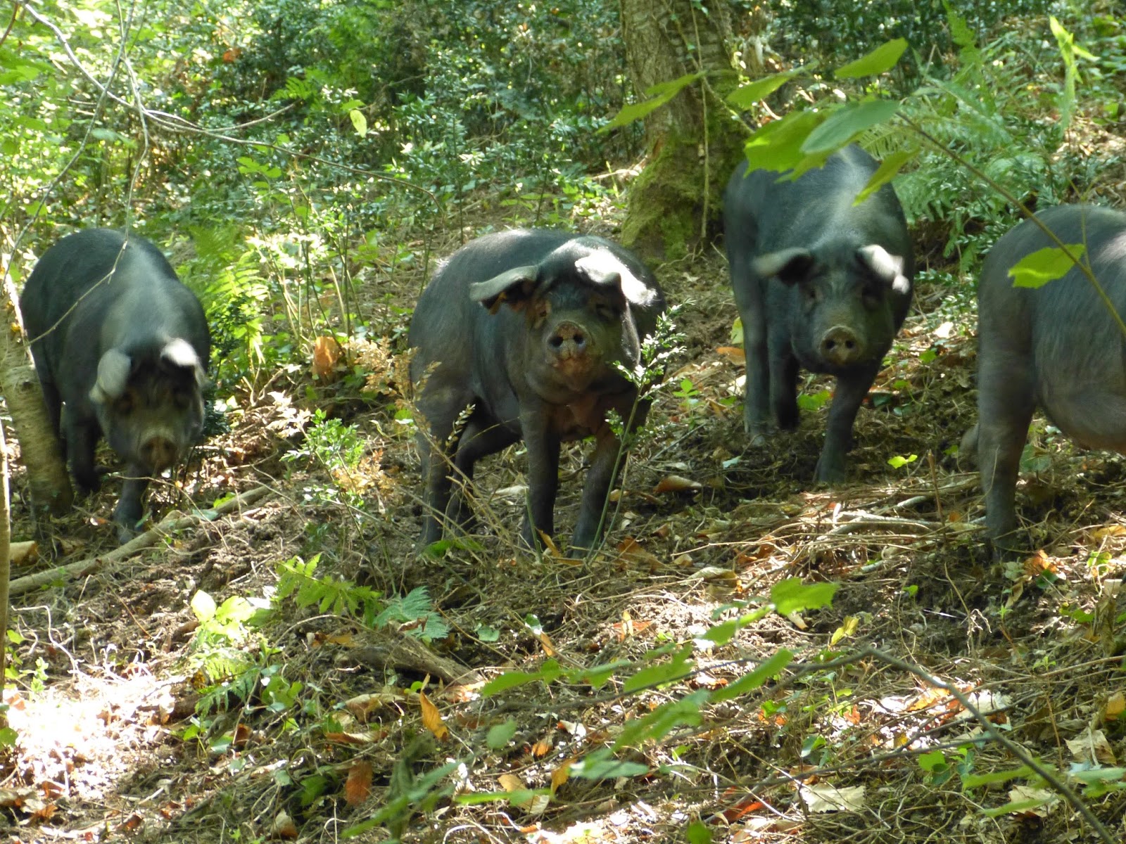Ferme de la Bracadelle Œuf fermier - Porc Noir Gascon: Le Porc Gascon