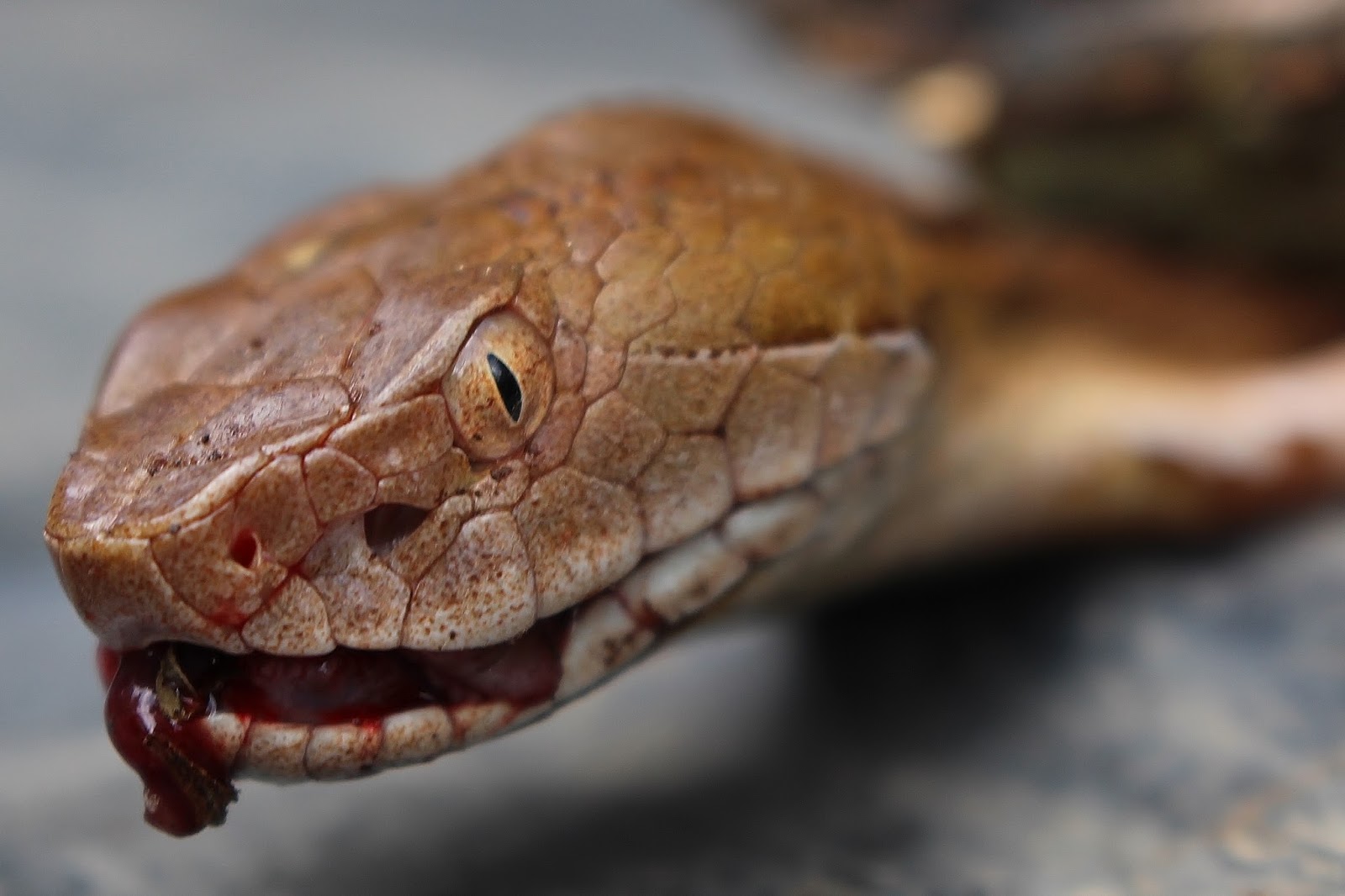 At The Farm...: WARNING: Copperhead Snake Killed