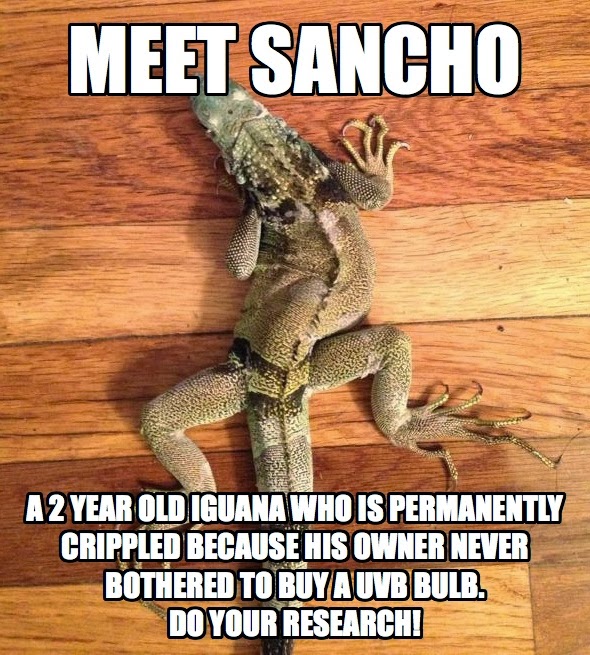 Sarah's Bearded Dragon Rescue: PLEASE SHARE!!