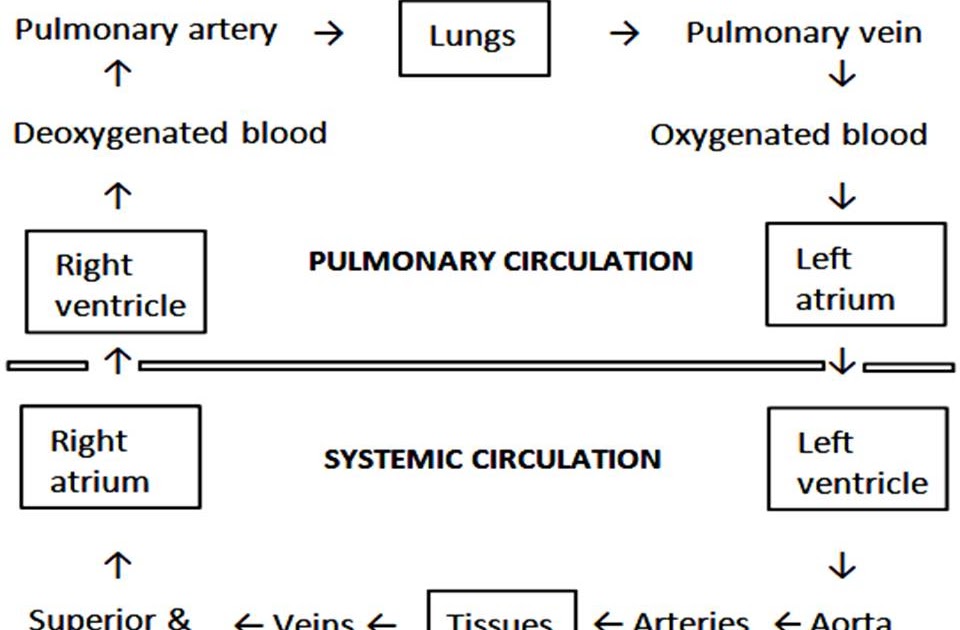 Body fluids and Circulation ~ SUPERB LEARNING DESTINATION InoCent