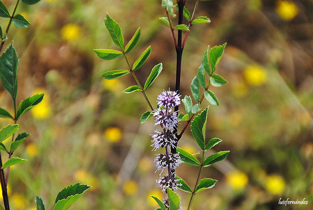 OCIO y CULTURA : Insectos y su hábitat. I