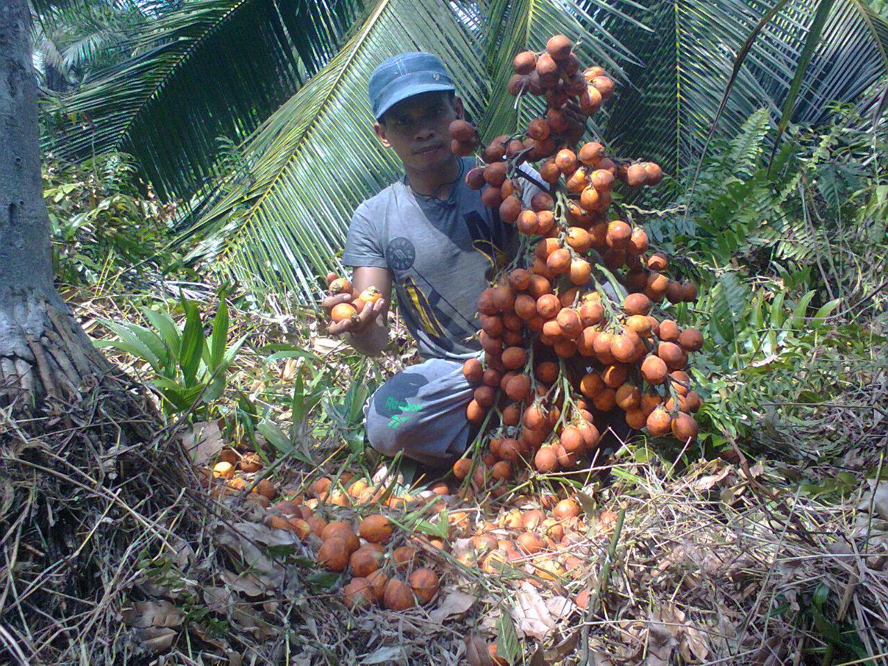 RAHASIA SUSKSES BUDIDAYA GAHARU: Kreteria Bibit Pinang Unggul, Pinang ...