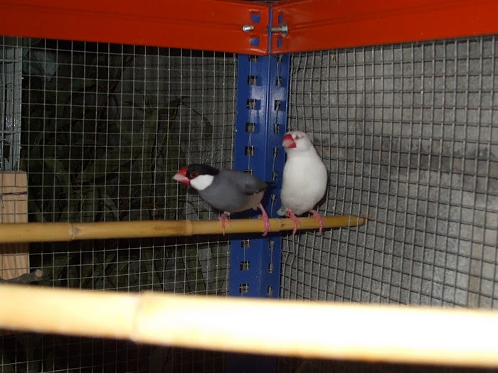 O TEMPO VIDA: Pardais de Java