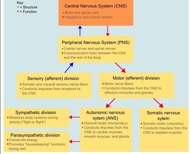 The Pregnancy of Leah : Nervous System Development