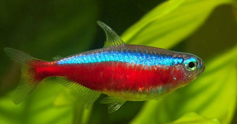 Acquari Torino: Pesce Cardinale Pesce Neon | Paracheirodon innesi/axelrodi