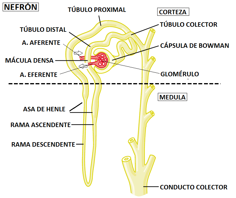 FISIOLOGÍA GENERAL: RIÑÓN