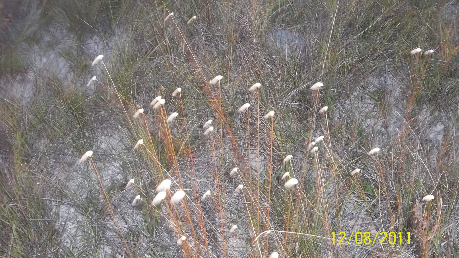 Trilhas do Capim Dourado: MEU CAPIM,MEU CAPIM DOURADO