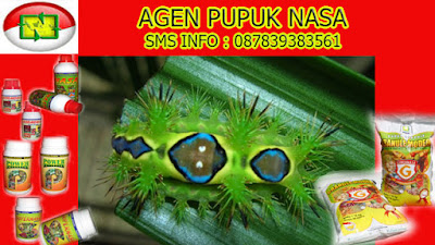 PENGENDALIAN ULAT API PADA TANAMAN SAWIT | PUPUK BUAH SAWIT