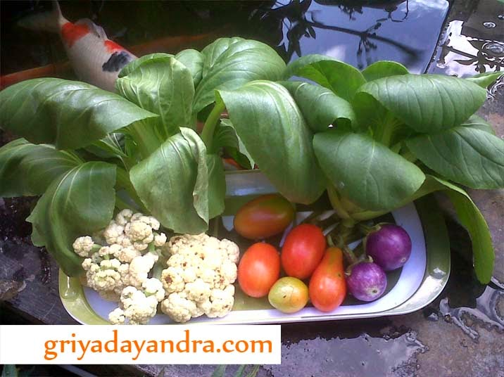 membuat taman sayur dirumah yuks... ~ My home sweet home