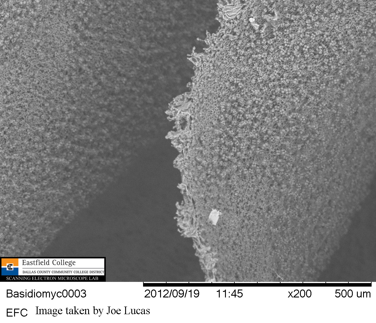Scanning Electron Microscope Blog: Fungi - Images for Eastfield College ...