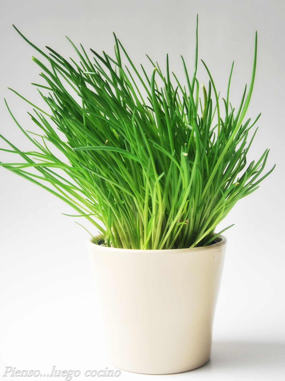 Pienso...luego cocino: Cebollino