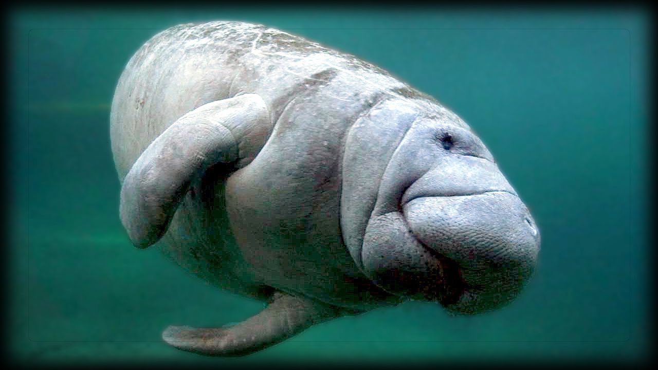 Harfang Voyageur: les vaches marines