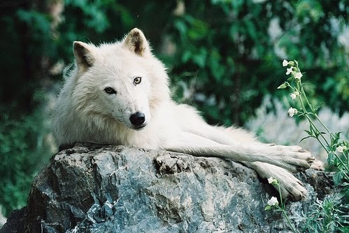 White Wolf : Wolf Kingdom