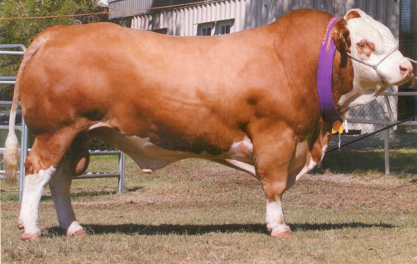 Asociación Nacional de Criadores de Ganado Vacuno Fleckvieh-Simmental ...