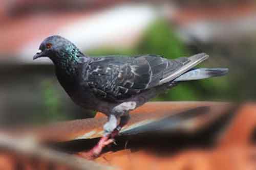 Burung Merpati Warna Menurut Karakternya