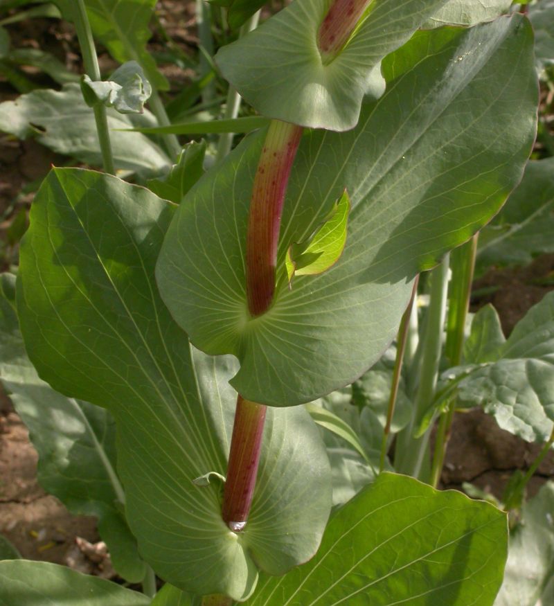 Hoja Perfoliada (perfoliata) - Botánica integra