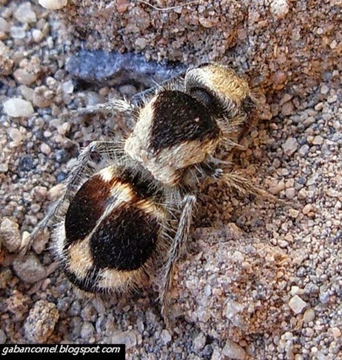 Pelik! Semut Ini Nampak Comel Tapi Berbahaya . - Gaban Comel