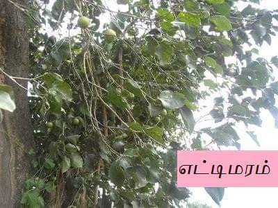 Trees- Banyan, Arasan, Bamboo, Jack, Nochi, Karuvel, Kodukka, Tamrid, neem