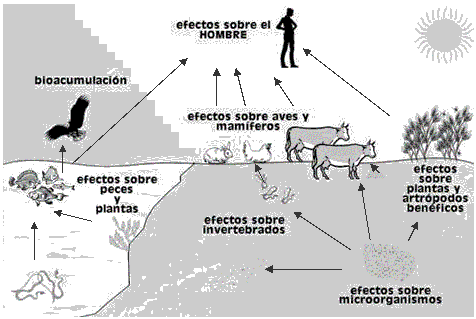 cmc-jorge: Bioacumulacion