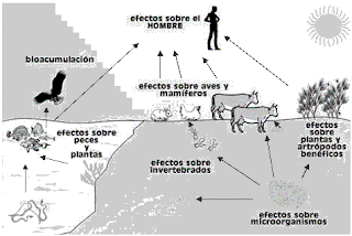 cmc-jorge: Bioacumulacion