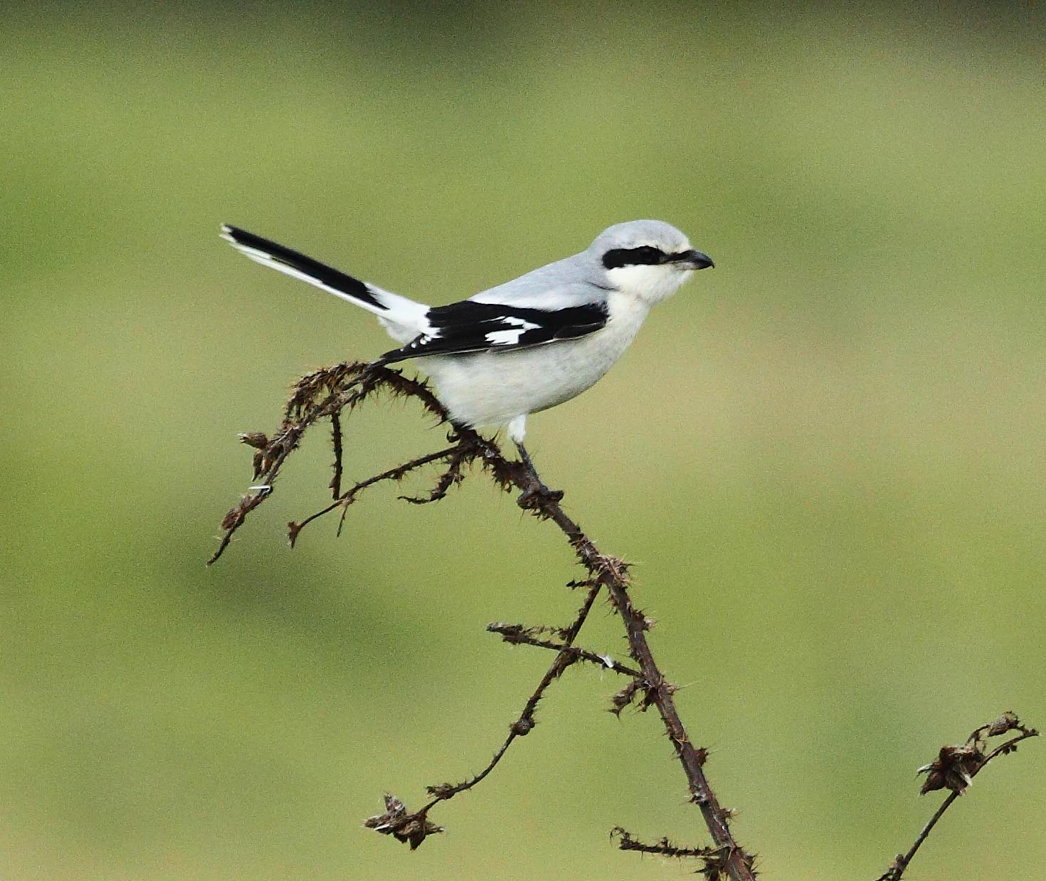 Darley Dale Wildlife: Steppe Shrike?