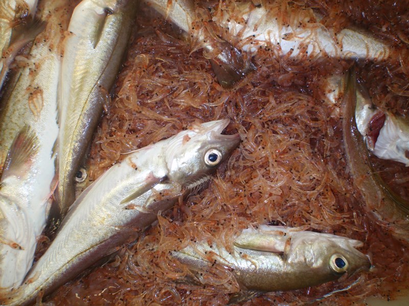 Herring Acoustic Survey: BBQ and the blues upon the river Tyne