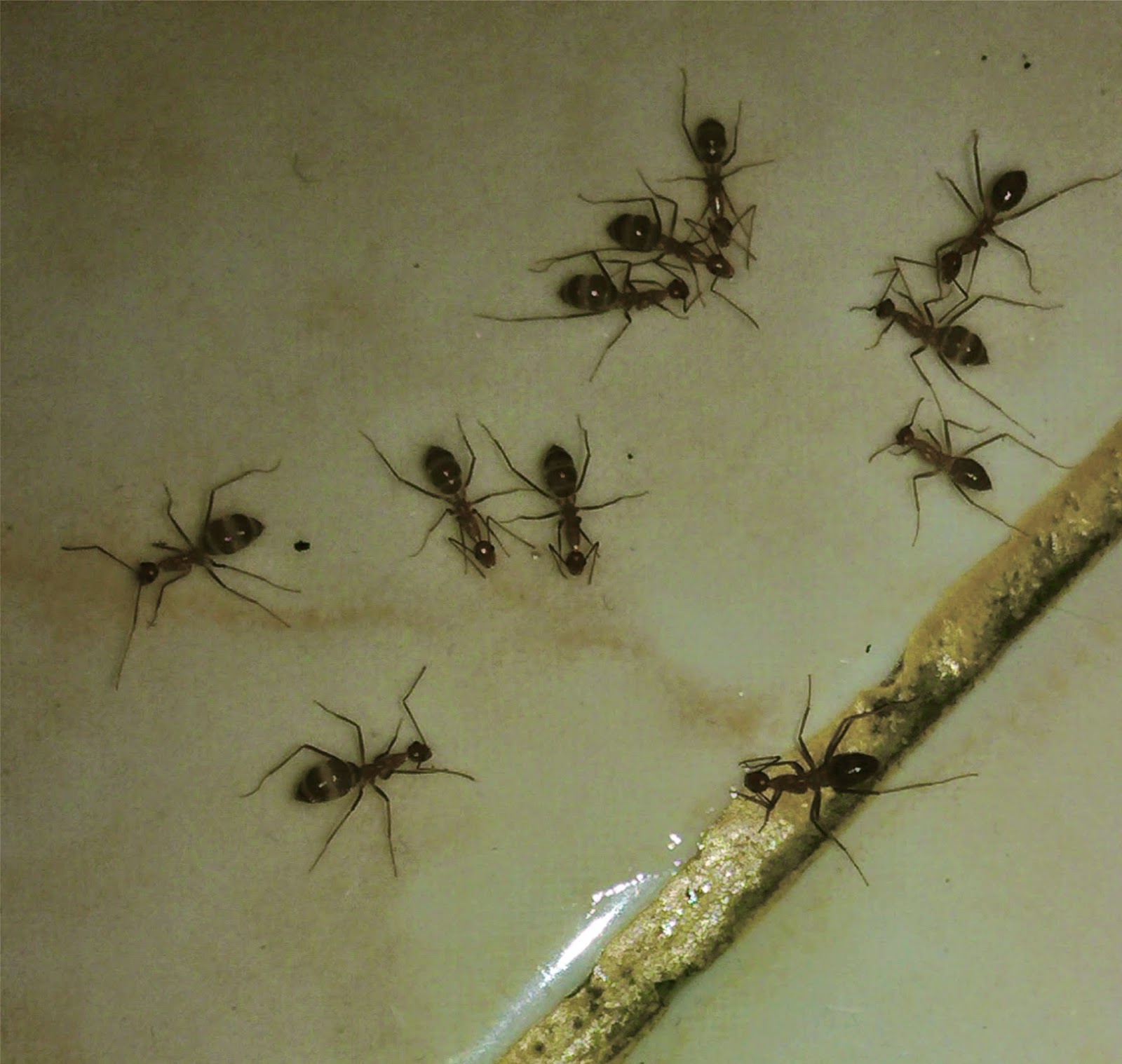 A-Rahman-z.Blog: Mengamati Perilaku Semut