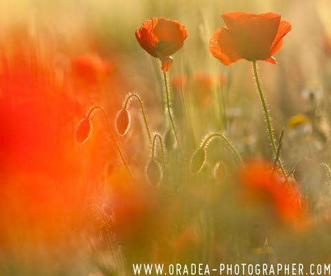 2012.05 ~ Montilla Digital