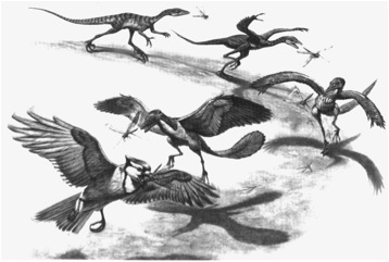 Boom Chachalaca: The Why of Fly - The Origin and Evolution of Flight in ...