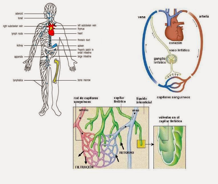 Immunologia per alumnes de secundària: La limfa i el camí dels limfòcits.