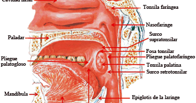 Resumenes Medicina: Fosa Tonsilar --Tonsila palatina