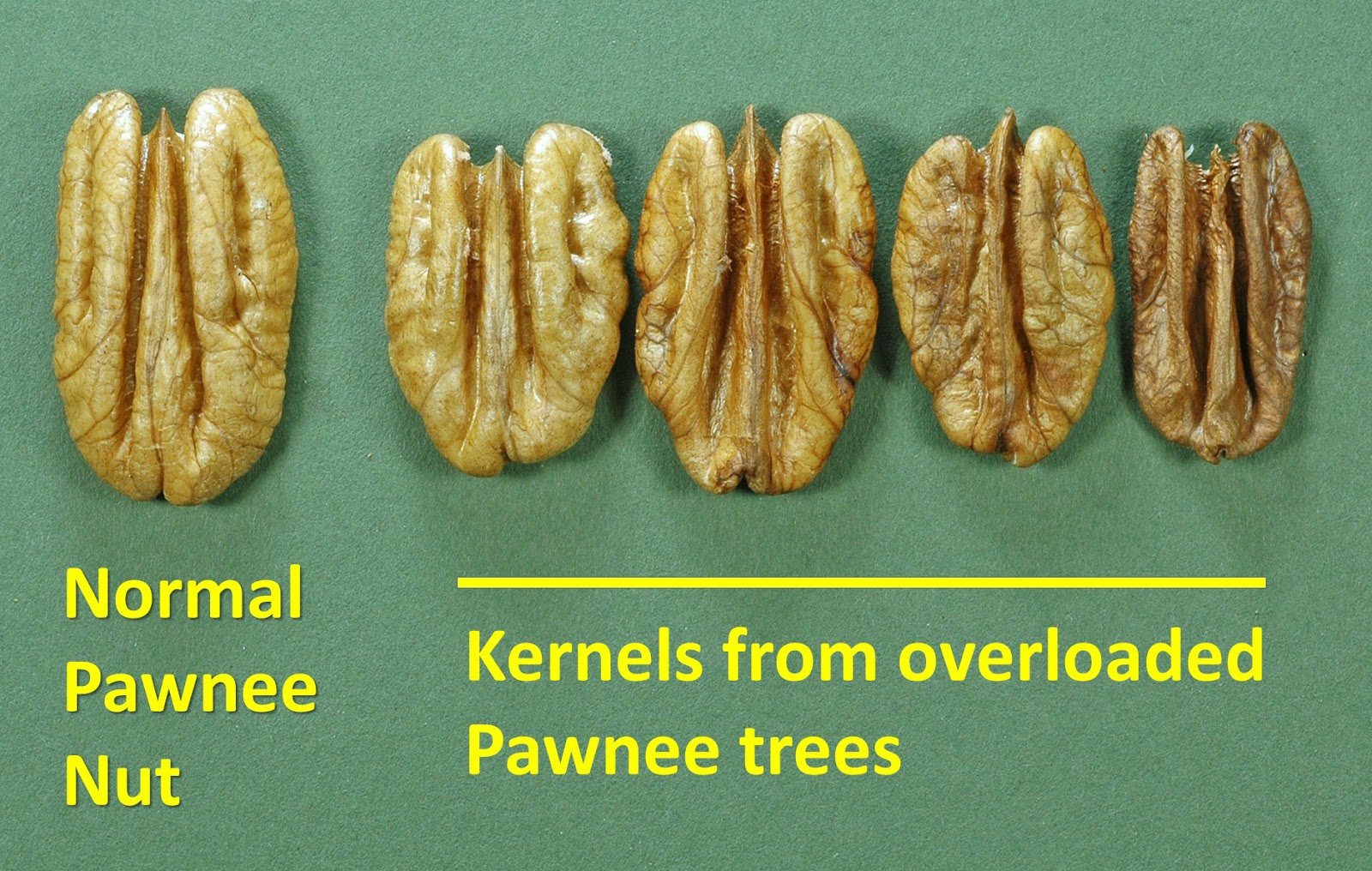 Northern Pecans: Pawnee needs crop load management