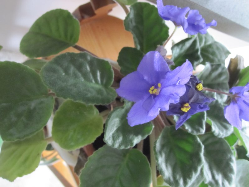 True Blue Canadian: African Violets