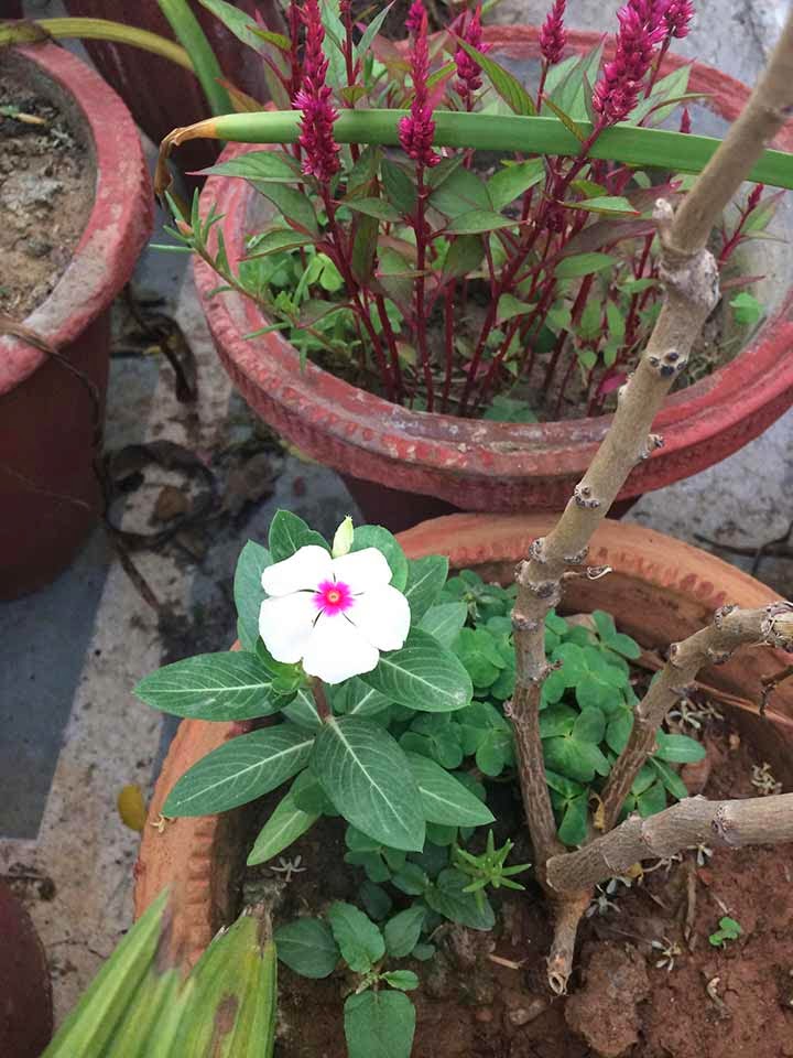 Dhara...The Earth...An Indian gardening blog: Self seeding Periwinkle ...