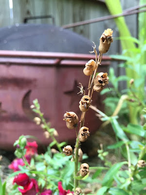 Goth Gardening ^o^: ...a closer look at snapdragons and their little ...