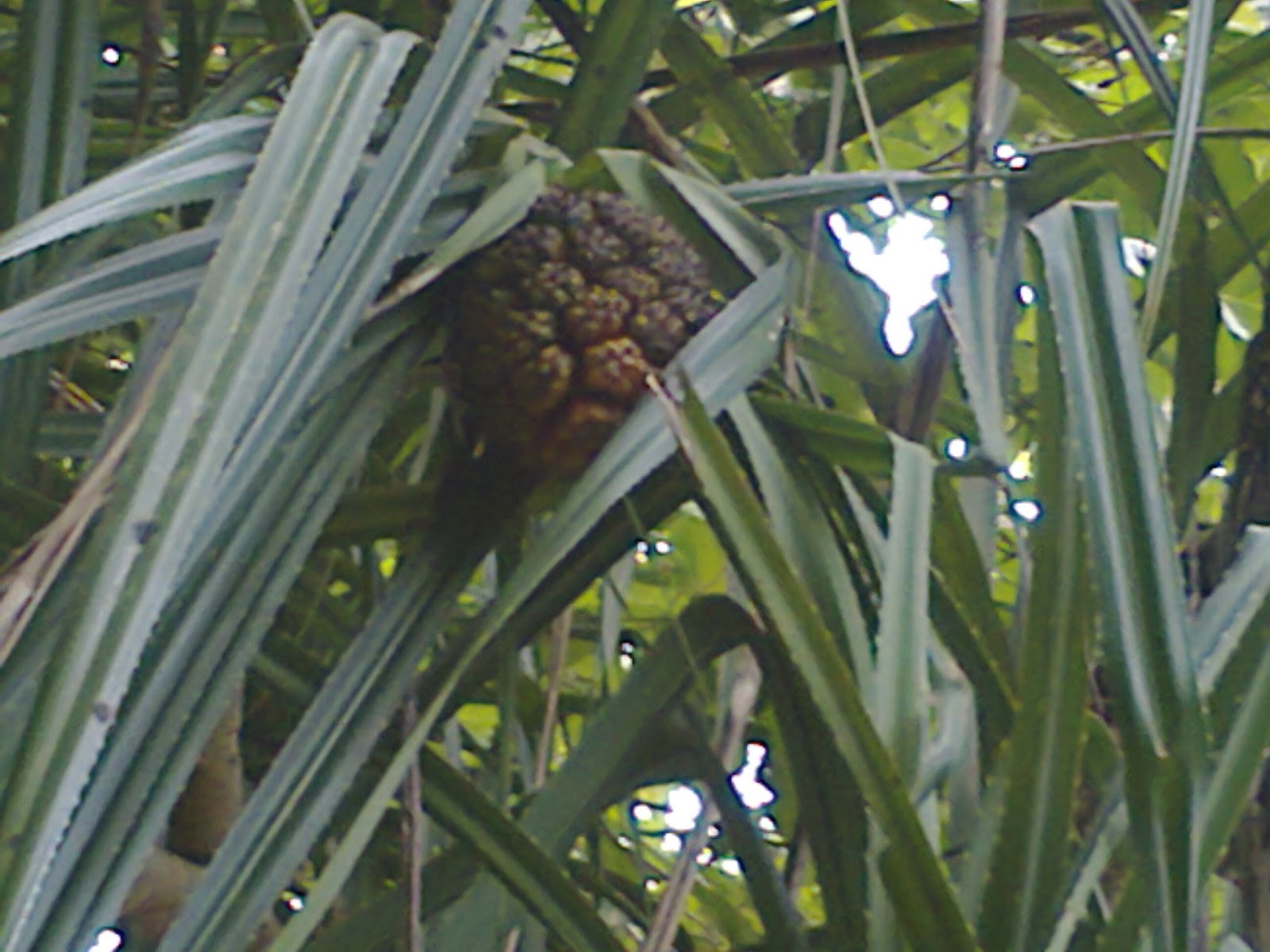 Perkhemahan di Taman Negara Pulau Pinang ~ All About Outdoor