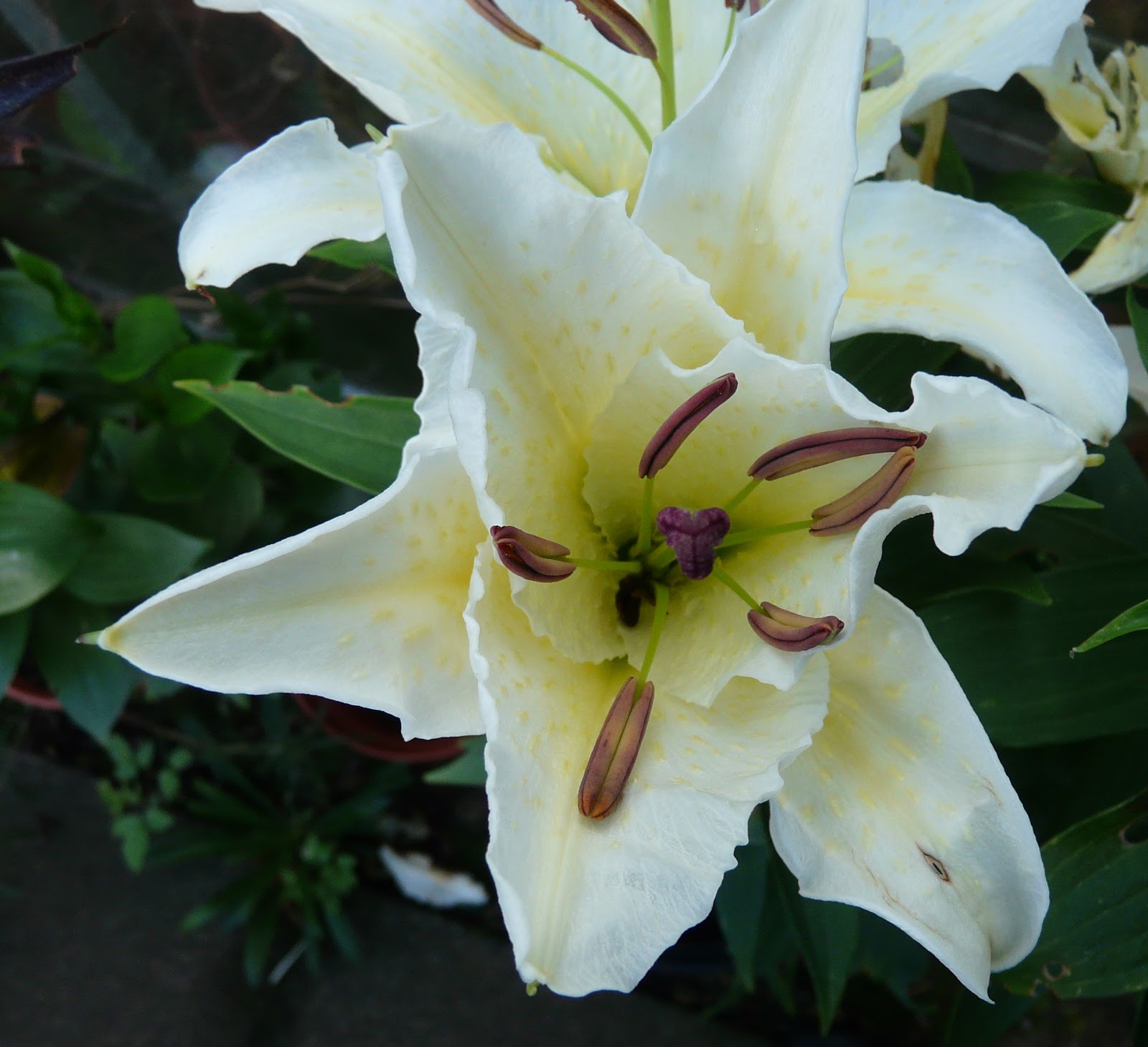 Yorkshire Buddings: Garden Bloggers' Bloom Day - October 2012