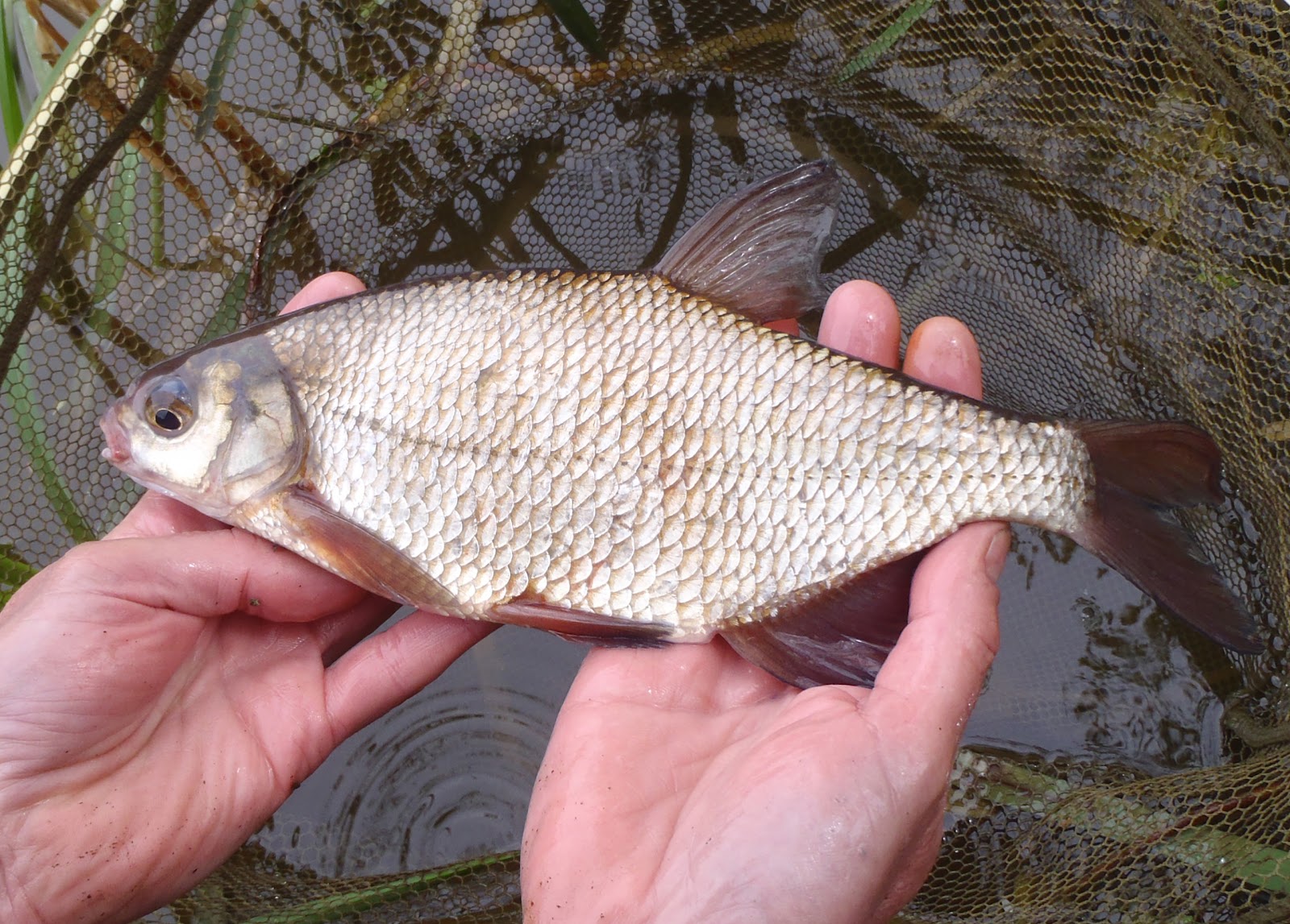 Idler's Quest: Triple Crown — Three British Records in One Year!