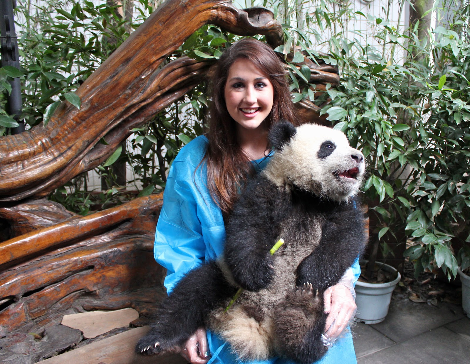 Texas to the Thames: The Pandas of Chengdu