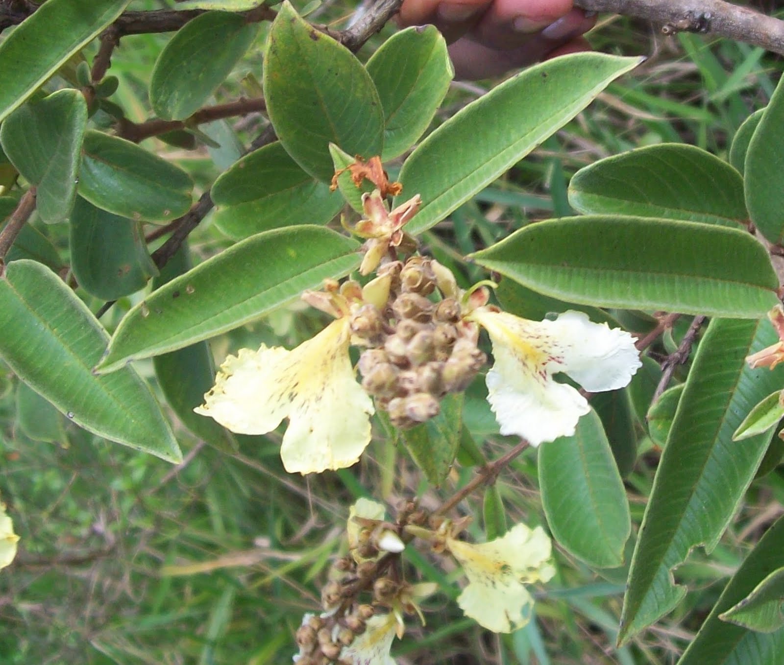 ZOOFLORA CERRADO: Flora de um fragmento de Cerrado na Universidade de ...