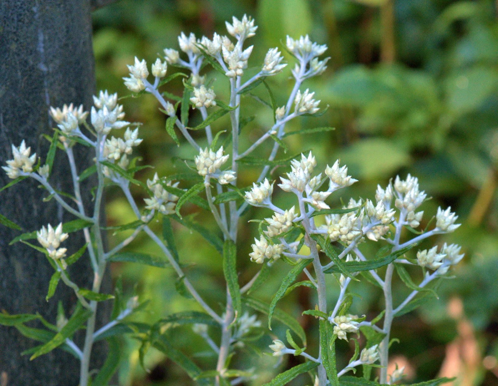 Nature Ramblers: Ramble Report September 7 2017