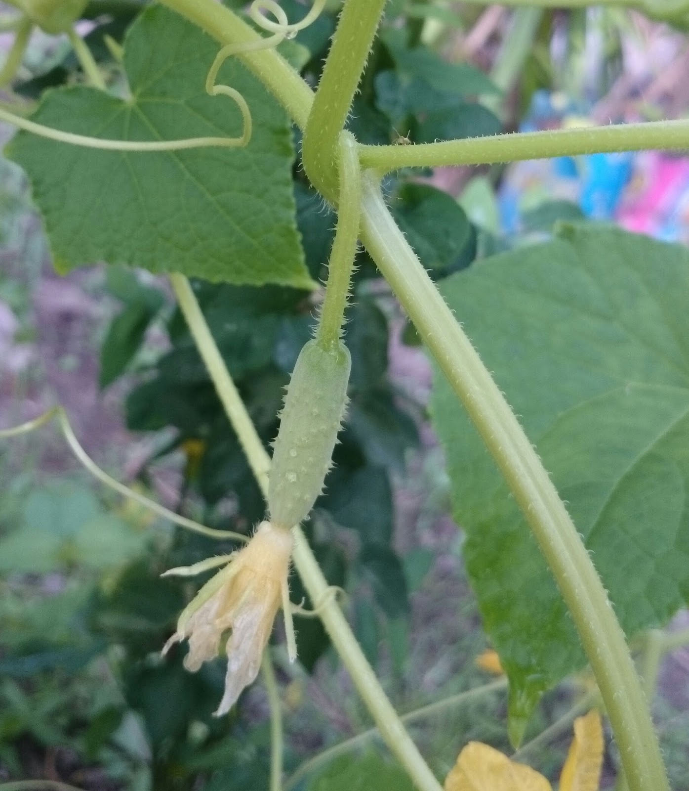 PERKEMBANGAN TIMUN MINI DI KBR - Rangkuman Cara Bertanam Lengkap