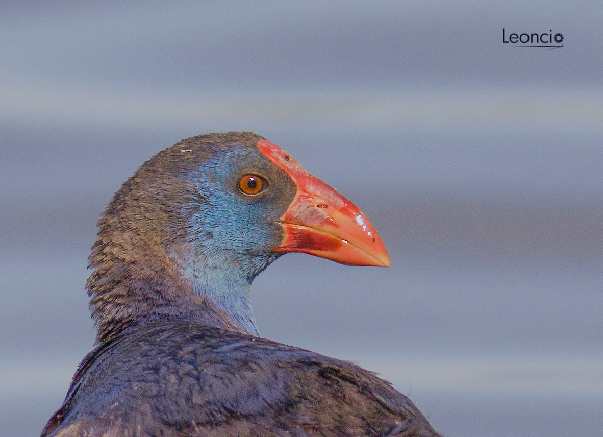 FOTOGRAFÍA Y NATURALEZA EN ANDALUCÍA: DIGISCOPING-CALAMÓN COMÚN ...