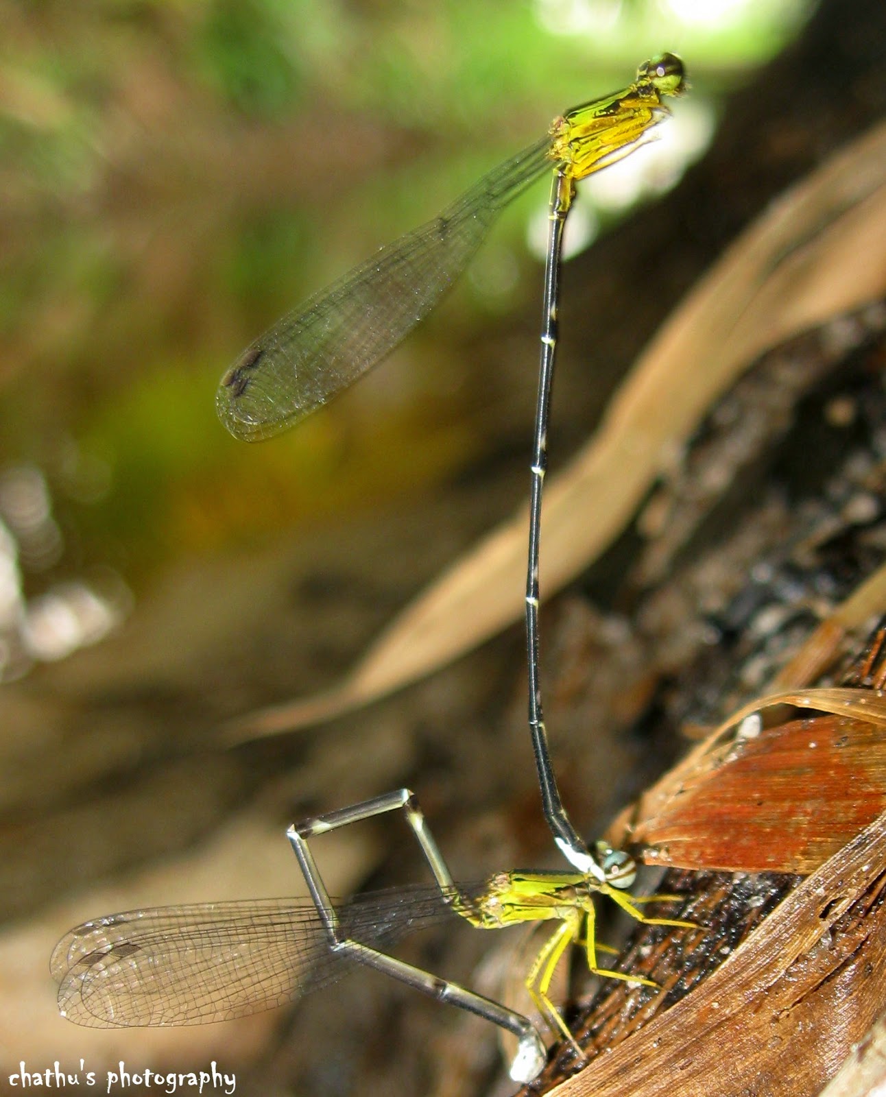 Nature Of Srilanka: Copera marginipes