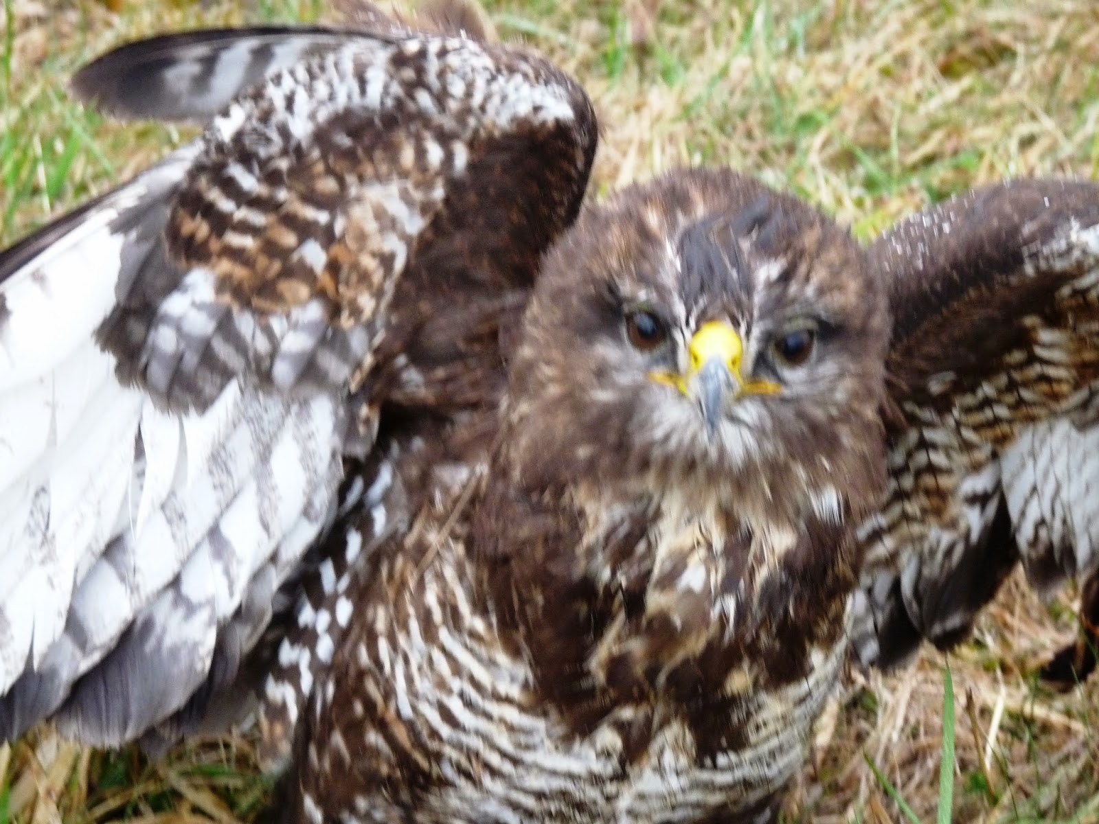 Voillans, village du Doubs, site officiel: Une Buse Variable