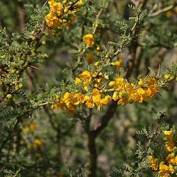 Paisajista Laila Huber: ÁRBOLES NATIVOS: Cercidium praecox o ...