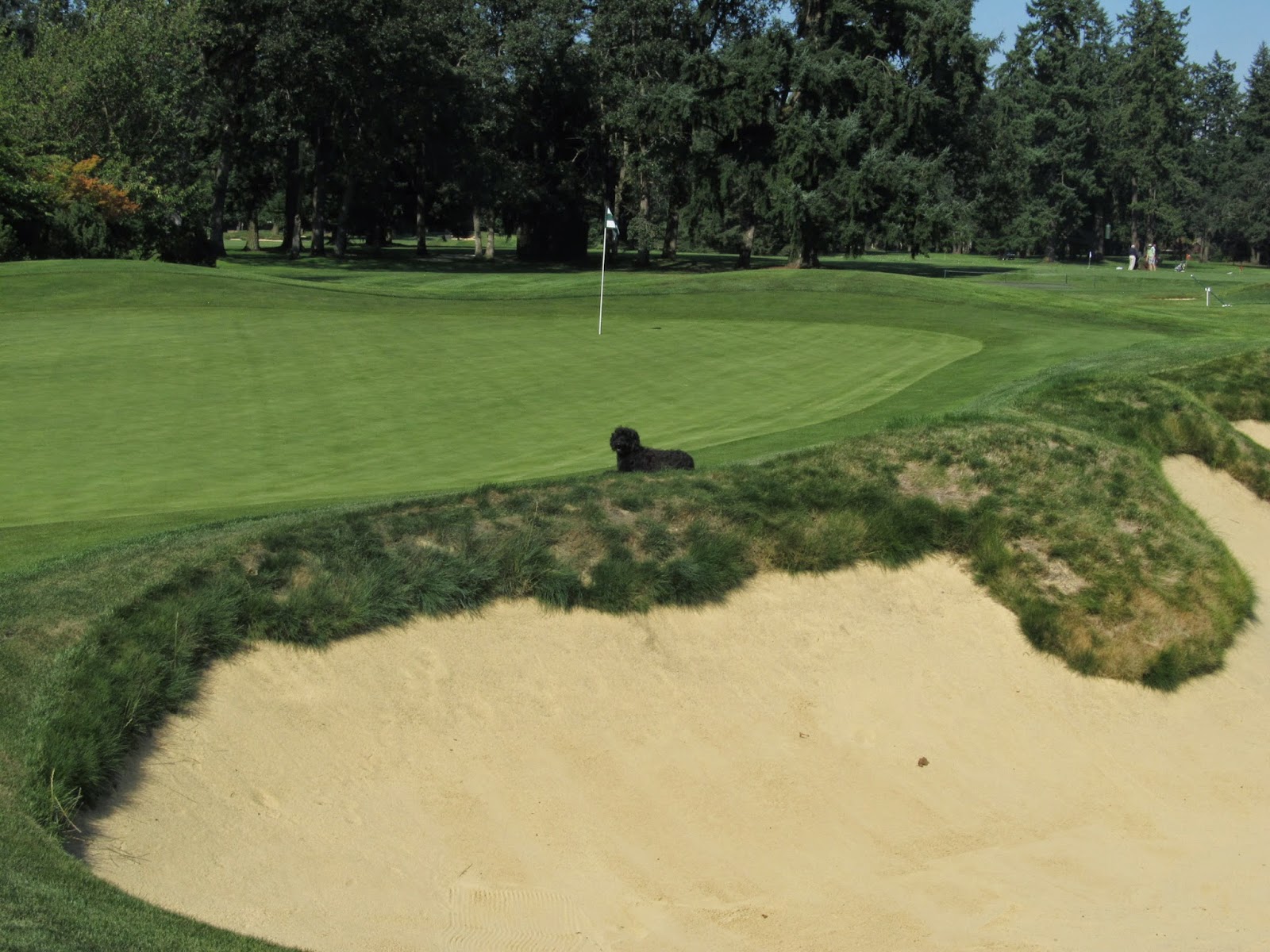TacomaTurf: Fescue Rescue