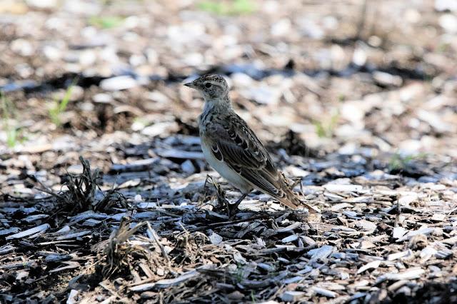 Birds from Behind : Living in the Past...Still...