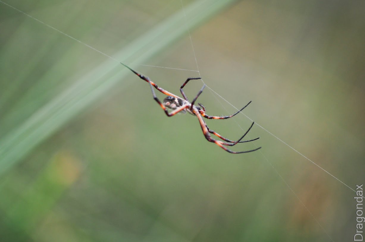 TaypaZoom: Aracno-Shot!