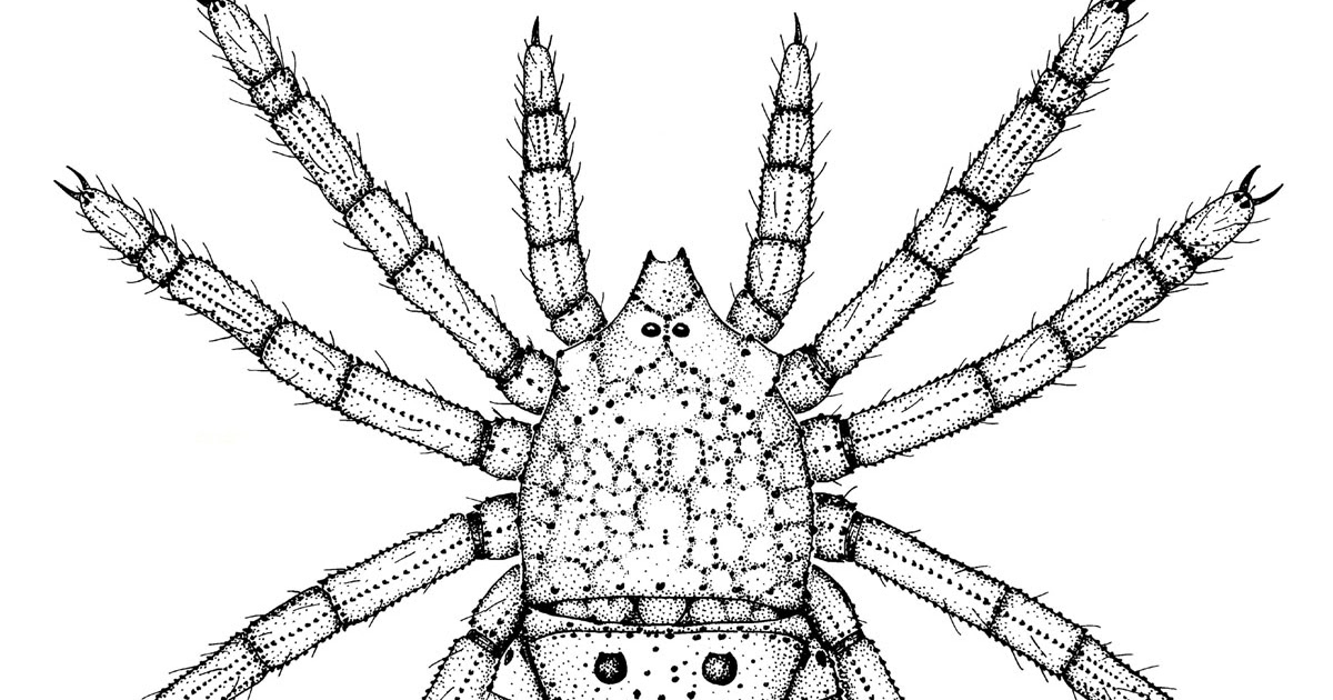 Clase Arachnida: Orden Trigonotarbi (extinto)
